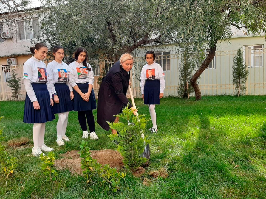 Paytaxt məktəblərində Zəfər bağı salınıb | AzEdu.az