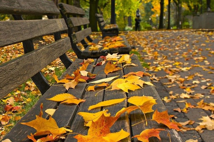 Payız fəsli bu tarixdə daxil olacaq | AzEdu.az