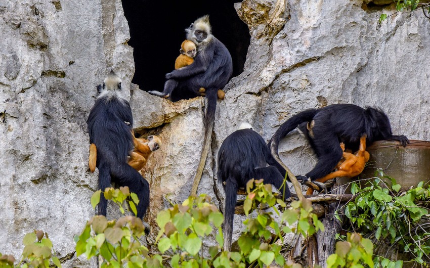 Alimlər dəniz suyu içə bilən meymunlar aşkarlayıblar | AzEdu.az